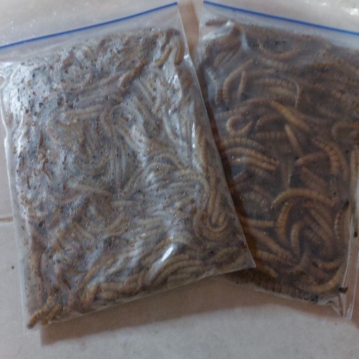 Jual ULAT JERMAN BEKU/ ULAT GERMAN BEKU / ULAT FROZEN / PAKAN IKAN ...