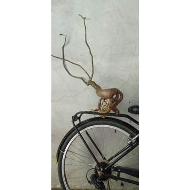 Jual Bahan Bonsai Adenium Unik Bonsai Adenium Berkarakter Sesuai