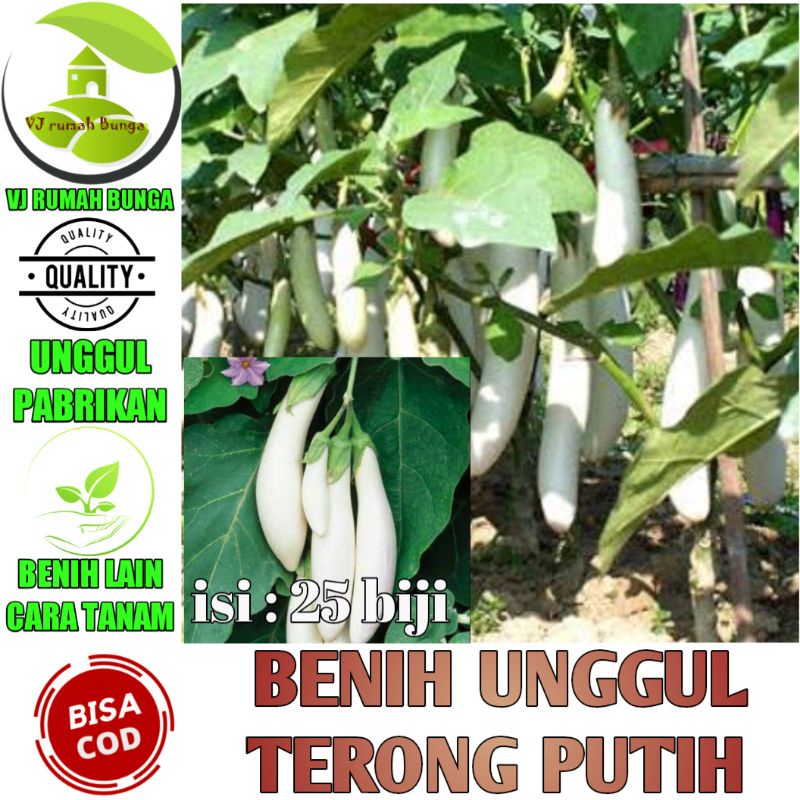 Jual Benih Bibit Terong Putih Panjang Unggul Benih Sayuran Terung ...