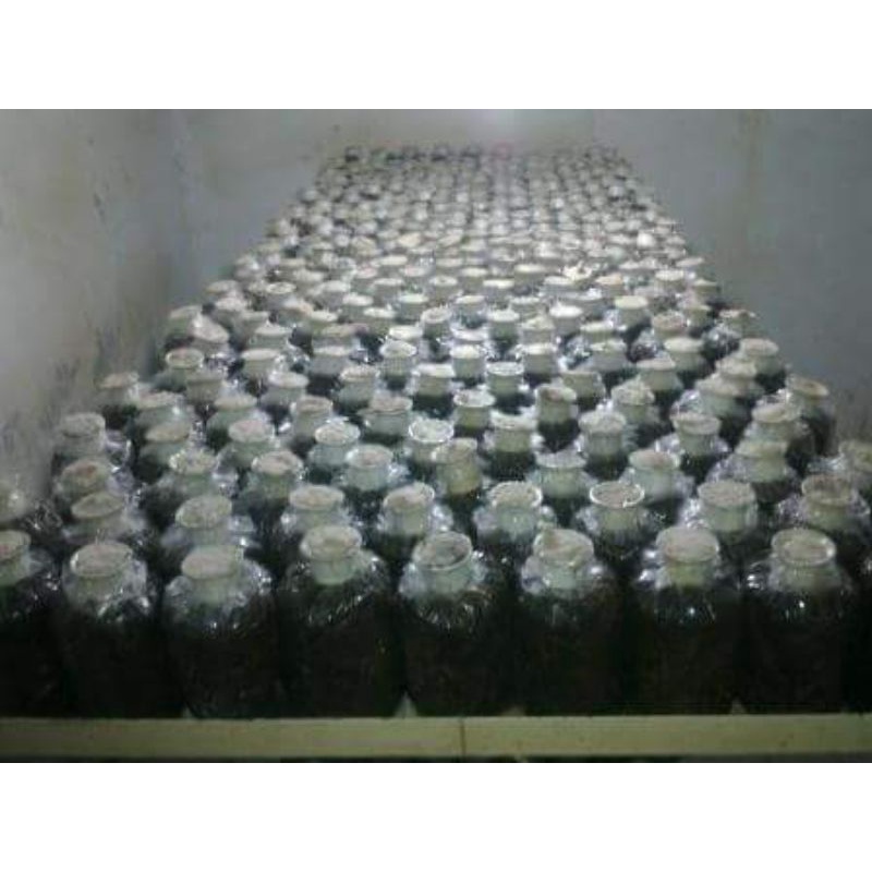 Jual bibit jamur merang untuk media tangkos sawit teknik tradisional ...