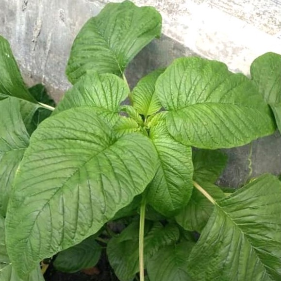 Jual Bibit benih bayam potong lokal kampung daun lebar | Shopee Indonesia