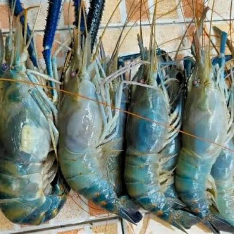 Jual Udang Gala Besar | Shopee Indonesia