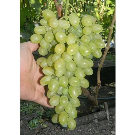 Jual BIBIT ANGGUR JENIS TRANS | Shopee Indonesia