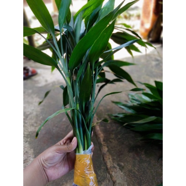 Jual Tanaman hias bambu hoki/bambu air/bambu china/Sri rejeki Super ...
