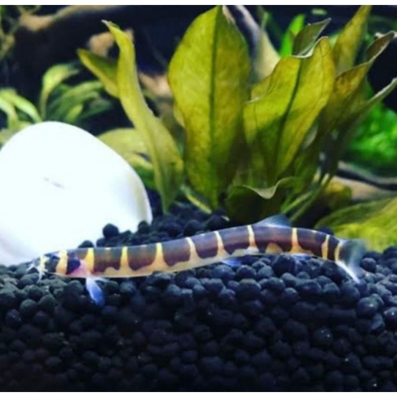 Jual ikan kuhli loach | Shopee Indonesia