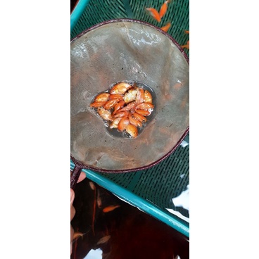 Jual anakan ikan mas koki rancu | Shopee Indonesia