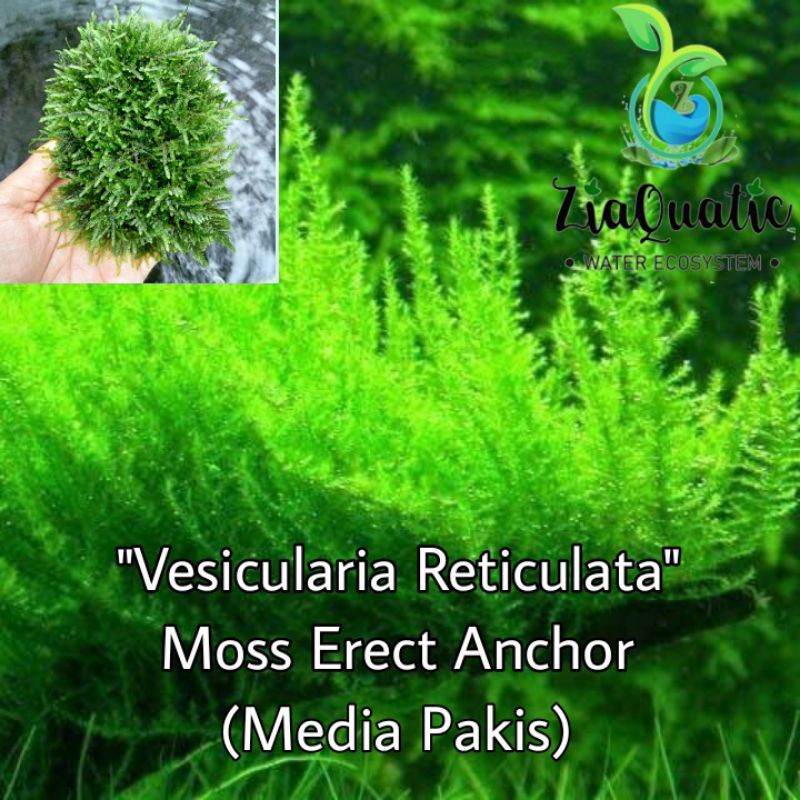 Jual Tanaman Aquascape Aquarium Lumut moss Erect media Pakis | Shopee ...