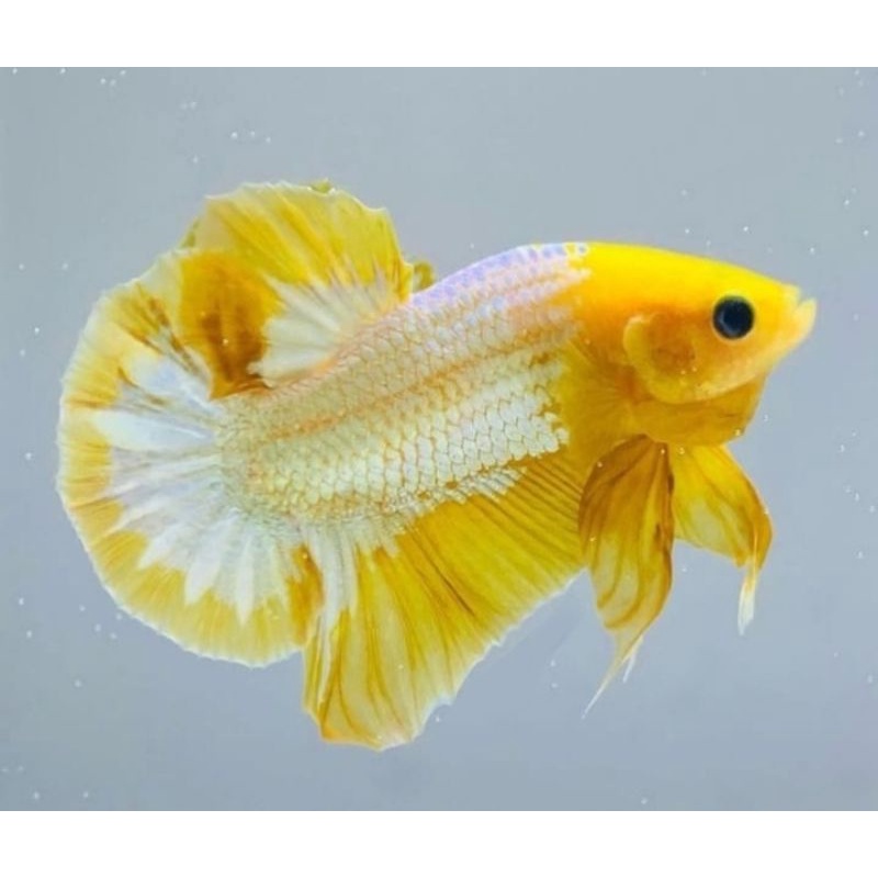 Jual plakat yellow fccp pria saja | Shopee Indonesia