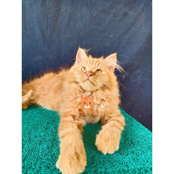 Jual kucing Persia maincone Oren bigbone | Shopee Indonesia