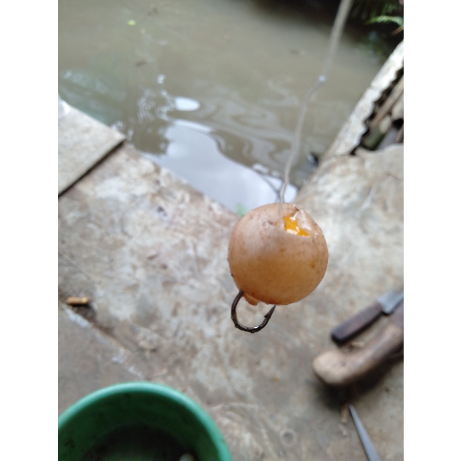 Jual umpan mancing galatama lele telur telor bulus labi - Cangkang ...