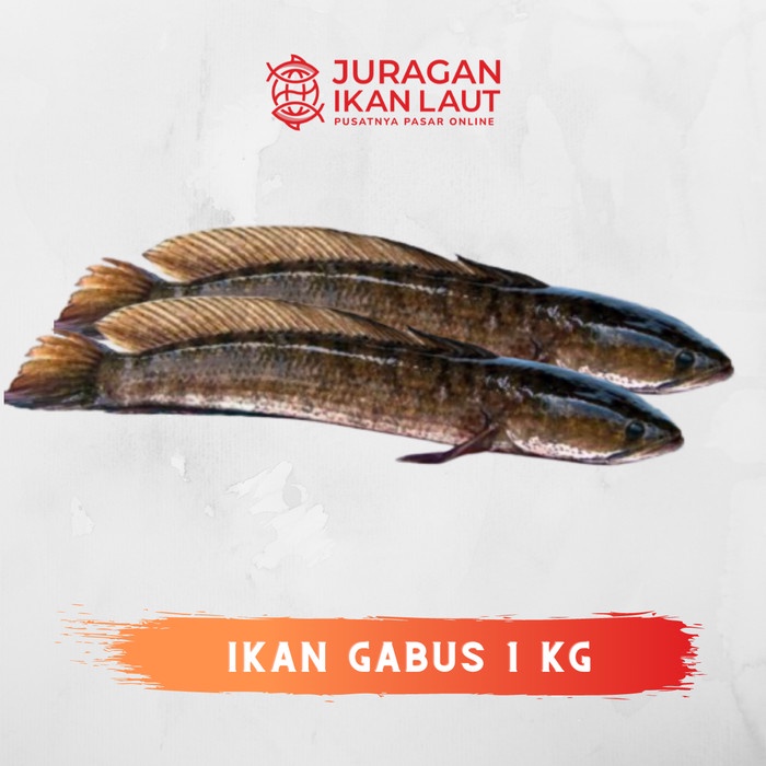 Jual Ikan Gabus Segar - 1 Kilogram JABODETABEK | Shopee Indonesia