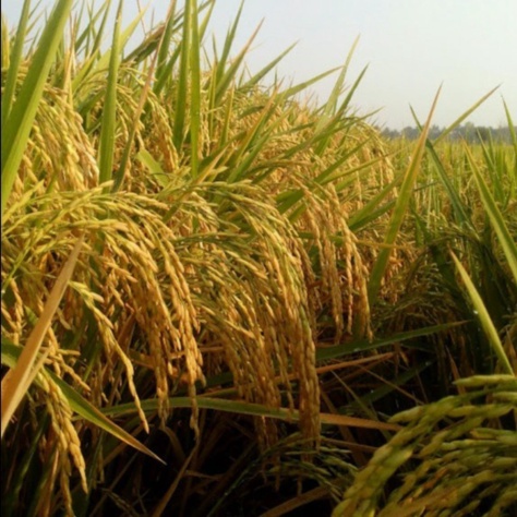 Jual Benih Bibit Unggul Padi Sertani 14 Panen 75 Hari - isi 30 grm ...