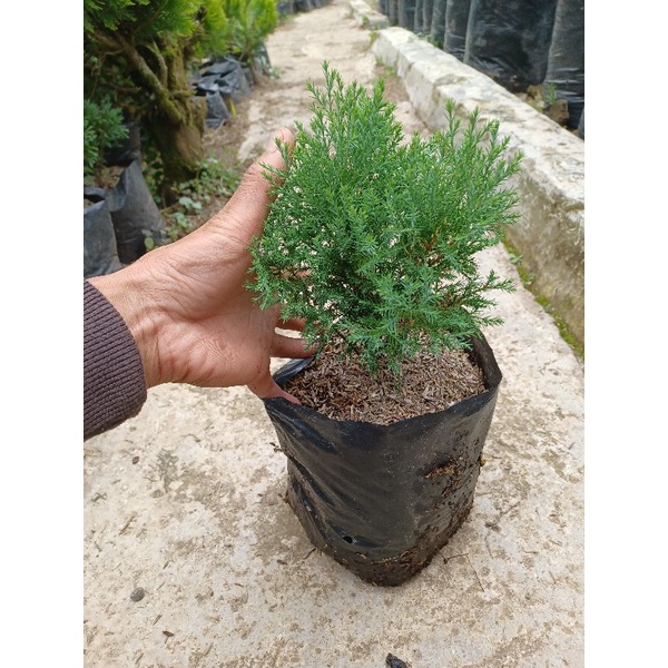 Jual Tanaman Hias Bibit Pohon Cemara Balon/cemara jadul bahan bonsai ...