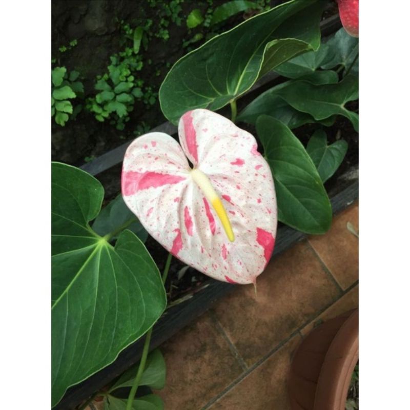 Jual Tanaman Hias Anthurium Mickey Mouse White Splash // Bunga Hidup ...