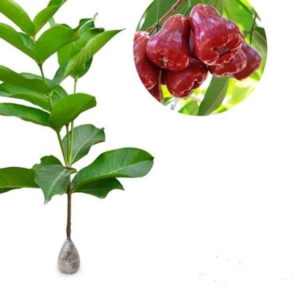 Jual Star Seller!! Paket 4 Jenis Jambu ( Madu Deli , Kristal , Citra ...