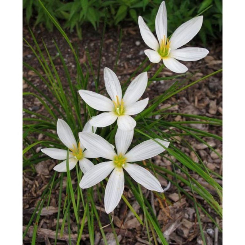 Jual Tanaman Hias Rain lily Kucai Tulip Bunga - Tanaman Hias Hidup ... Jual Tanaman Hias Rain lily Kucai Tulip Bunga - Tanaman Hias Hidup ...