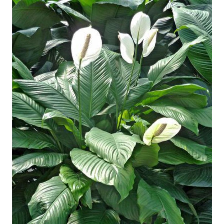 Jual REAL PICK TANAMAN HIAS BUNGA PEACE LILY JUMBO, REAL PICK SESUAI ...