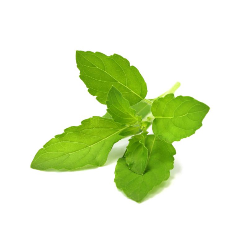 Jual Tanaman holy basil/kemangi tulsi/ruku-ruku/lampes (Ocimum ...