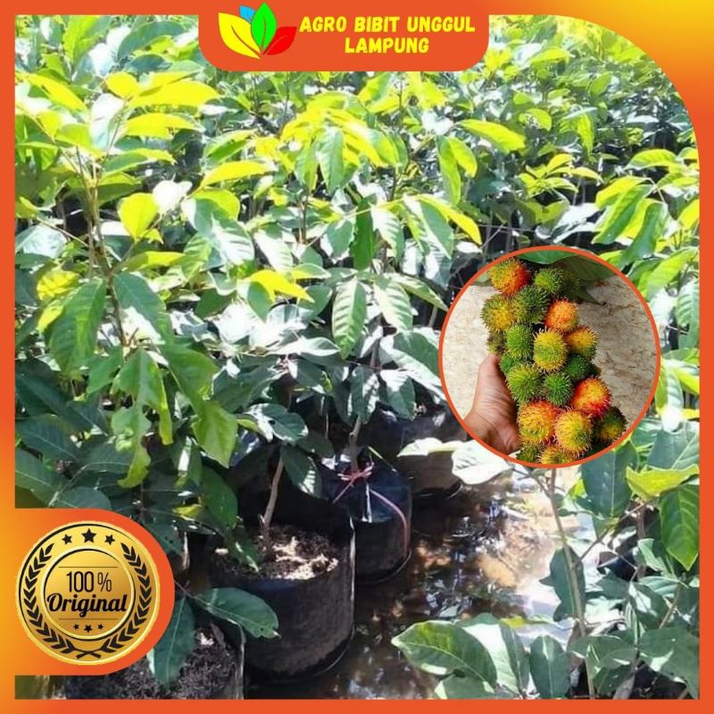 Jual Bibit Rambutan Rapiah Asli Tanaman Okulasi Cepat Berbuah | Shopee ...