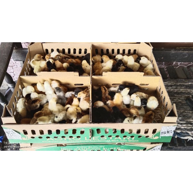 Jual doc joper ( jowo super / kampung super) | Shopee Indonesia