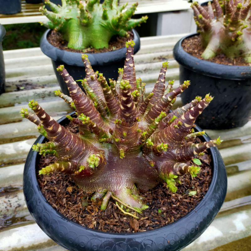 Jual KALAMAE (Adenium Arabicum/Karakter/Prokar) | Shopee Indonesia