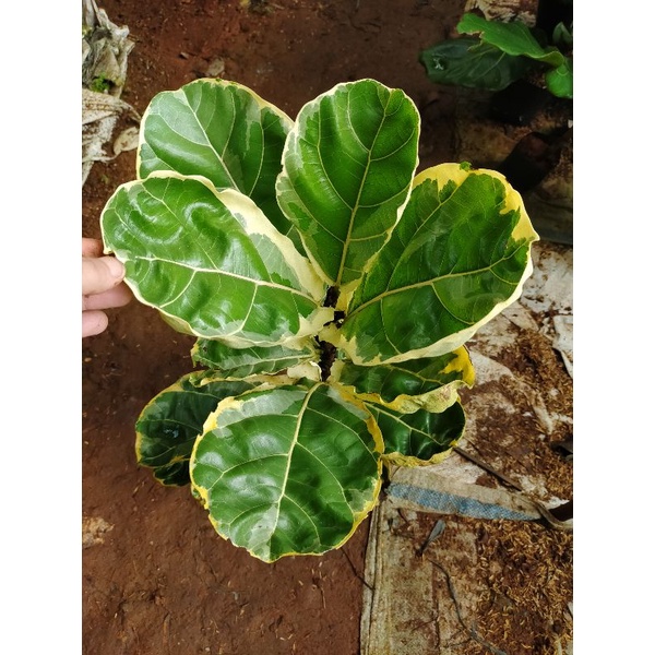Jual tanaman ketapang biola varigata/pohon Ketapang biola warna hijau ...