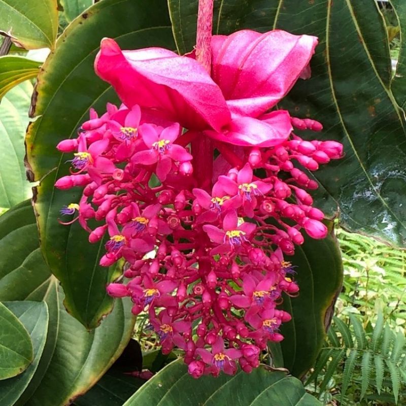 Jual Bibit tanaman bunga epifit merah Medinilla miniata | Shopee Indonesia