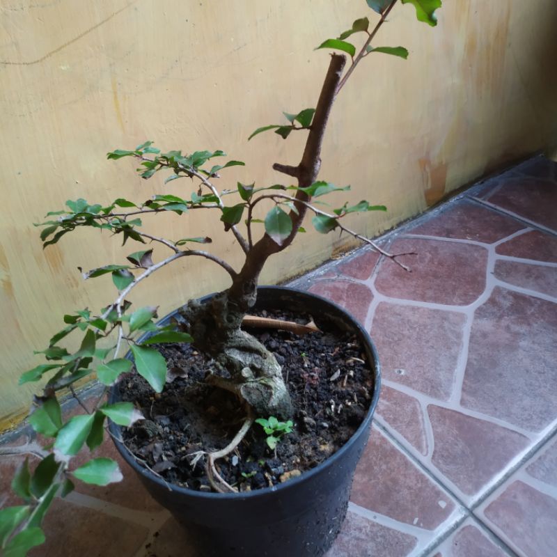 Jual bonsai rukem/rukam pucuk merah ( realpict ) | Shopee Indonesia