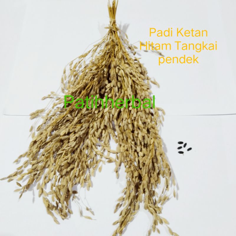 Jual Padi Ketan Hitam bertangkai Pendek per 30 Tangkai | Shopee Indonesia