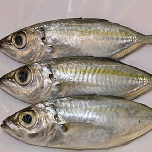 Jual ikan kembung katombo segar online pasar online makassar | Shopee ...