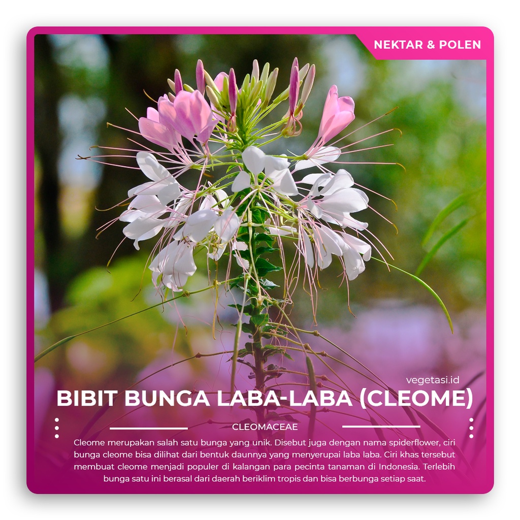 Jual Bibit Bunga Cleome atau bunga laba laba untuk hiasan rumah dan ...