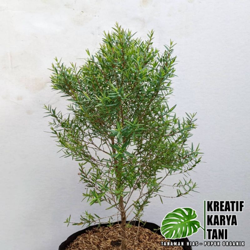 Jual Tanaman herbal kayu putih - Pohon kayu putih | Shopee Indonesia