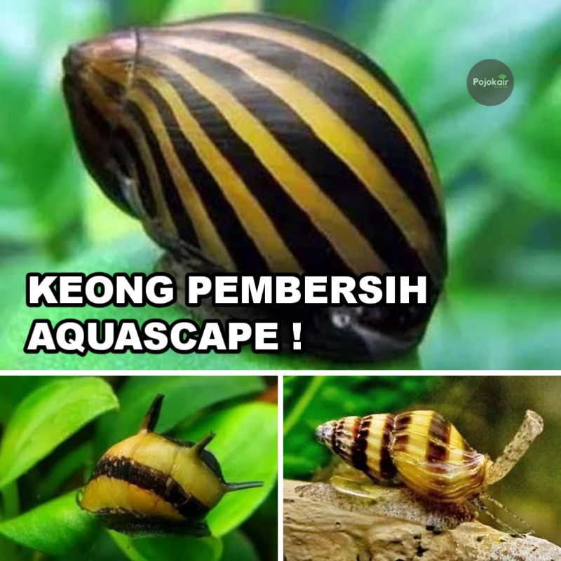 Jual Keong Hias Aquascape pembersih Lumut Alga Aquarium | Shopee Indonesia