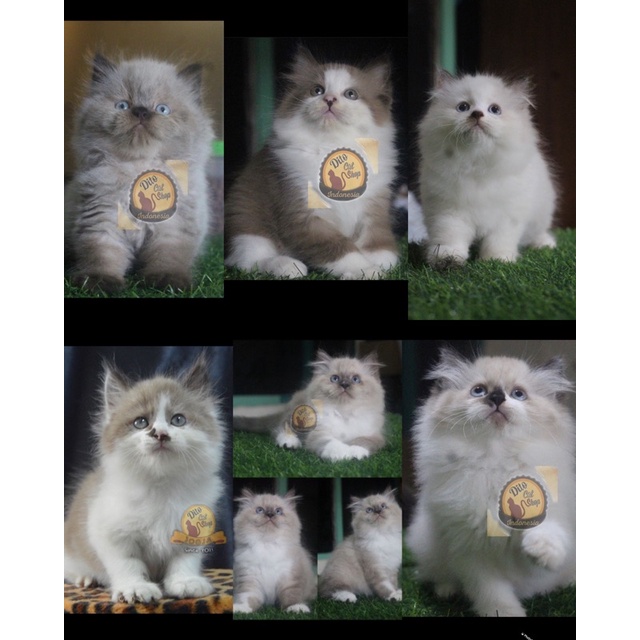 Jual Kucing Persia Anggora Munchkin Himalaya Ragdol Super | Shopee ...