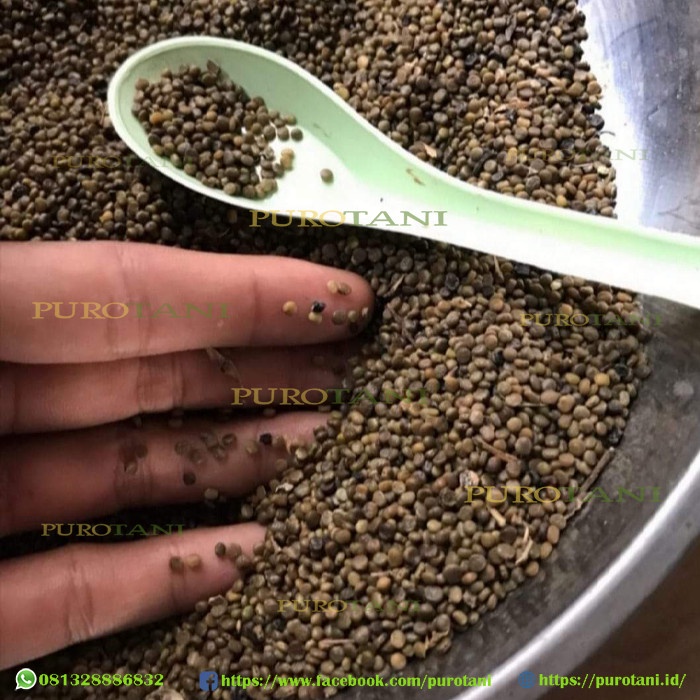 Jual 10 gram Benih Indigofera pakan ternak kambing 1700an biji | Shopee ...