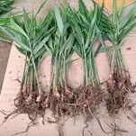 Jual Bibit Jahe Merah Super | Shopee Indonesia