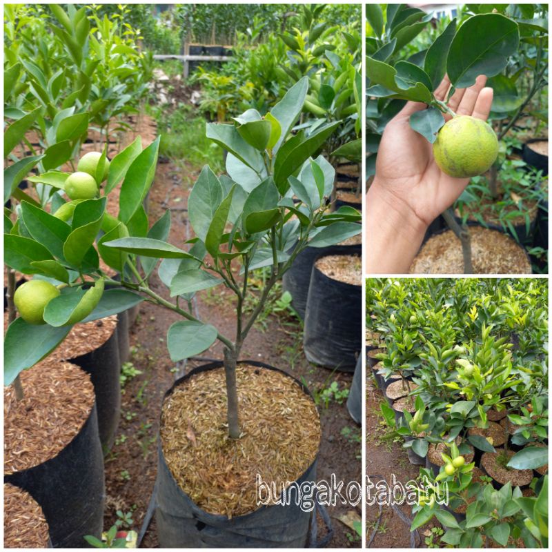 Jual Bibit Tanaman Jeruk Manis Pacitan Berbuah | Shopee Indonesia