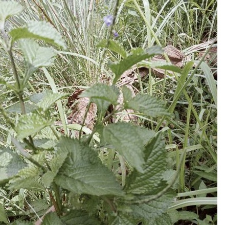 Jual daun pecut kuda atau daun jarong per 1kg | Shopee Indonesia