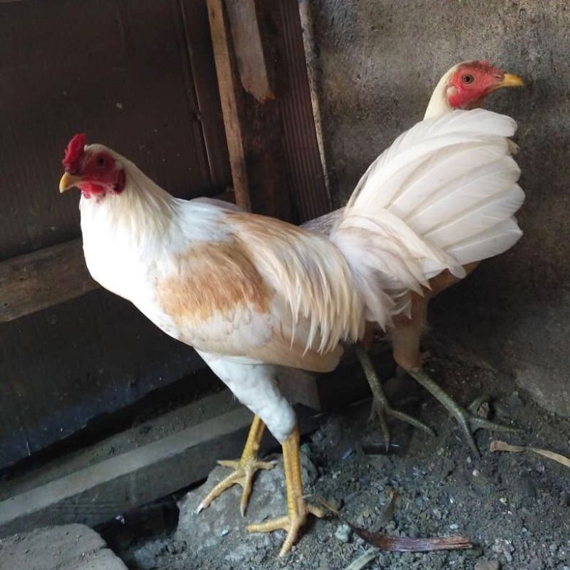 Jual JUAL TELUR AYAM FILIPIN PAKET 4 BUTIR | Shopee Indonesia