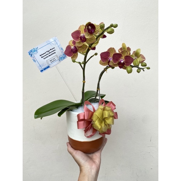 Jual Hampers Rangkaian Anggrek Acara Special | Shopee Indonesia
