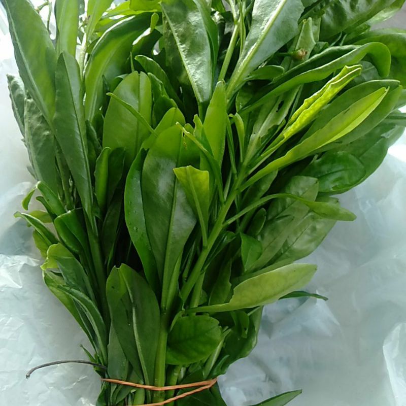Jual Sayur Daun Ginseng per ikat minim order 2 ikat @ | Shopee Indonesia