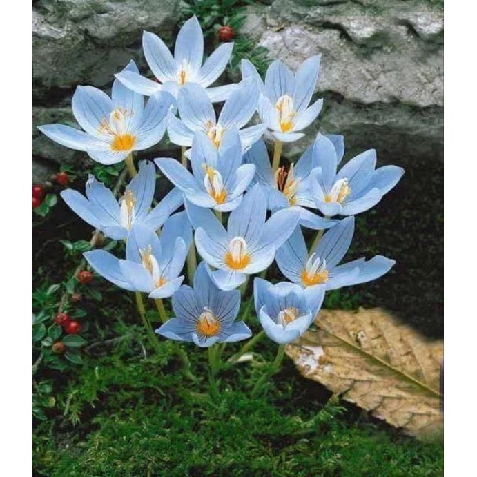 Jual Tanaman Hias Rain lily Kucai Tulip Bunga Blue - Tanaman Hias Hidup ... Jual Tanaman Hias Rain lily Kucai Tulip Bunga Blue - Tanaman Hias Hidup ...