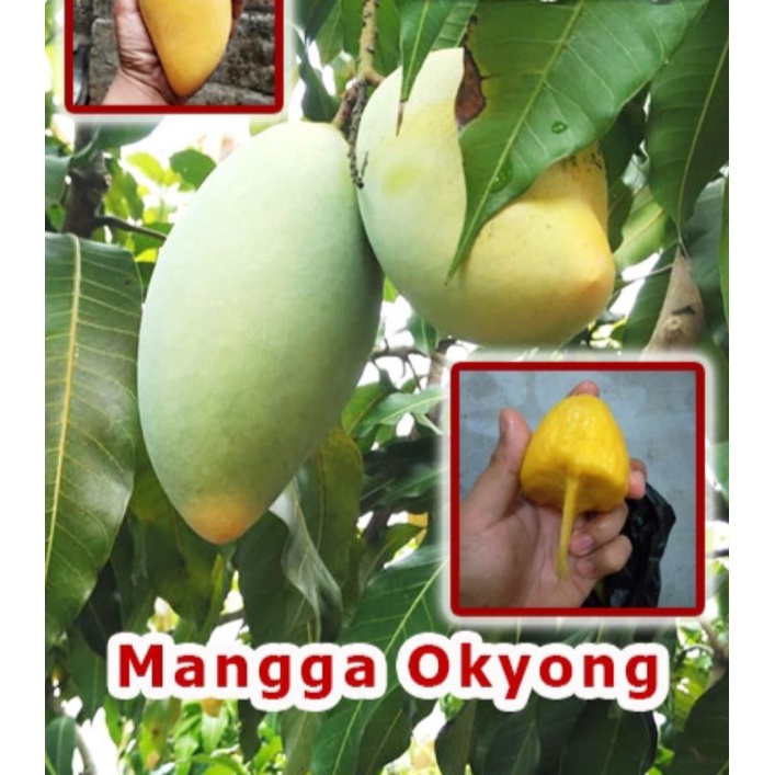 Jual Buah Mangga Okyong | Shopee Indonesia