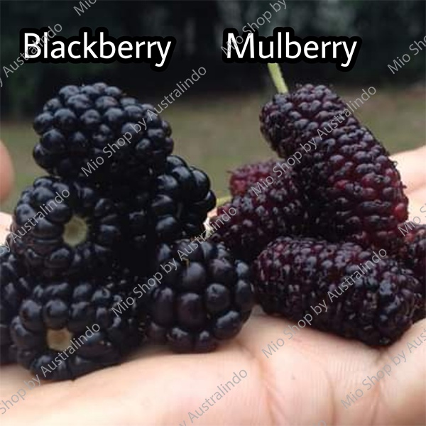 Jual 8 Fruitz frozen mulberries/mulberry/murbei beku IMPORT 500 Gr- BEDA DENGAN BLACKBERRY ...