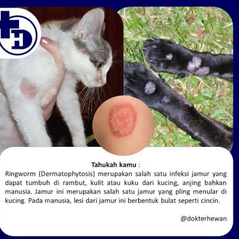 Jual I(3Y♥) Obat Jamur Anjing Kucing Kitten Griforce Anti Jamur ...