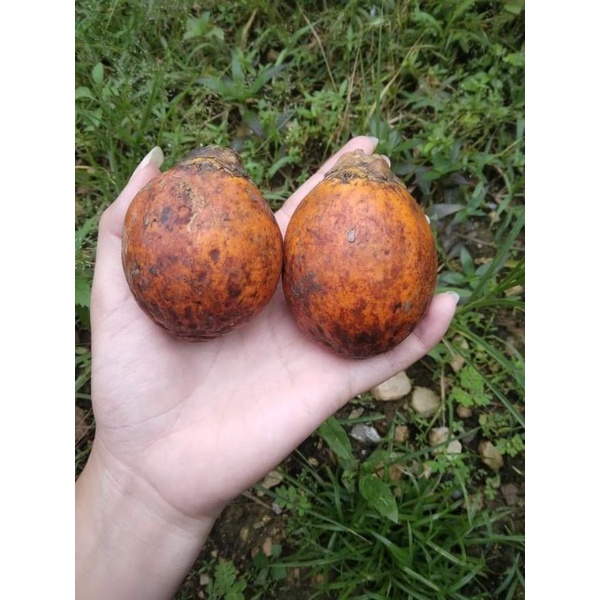 Jual Bibit Pinang Betara Jumbo | Shopee Indonesia
