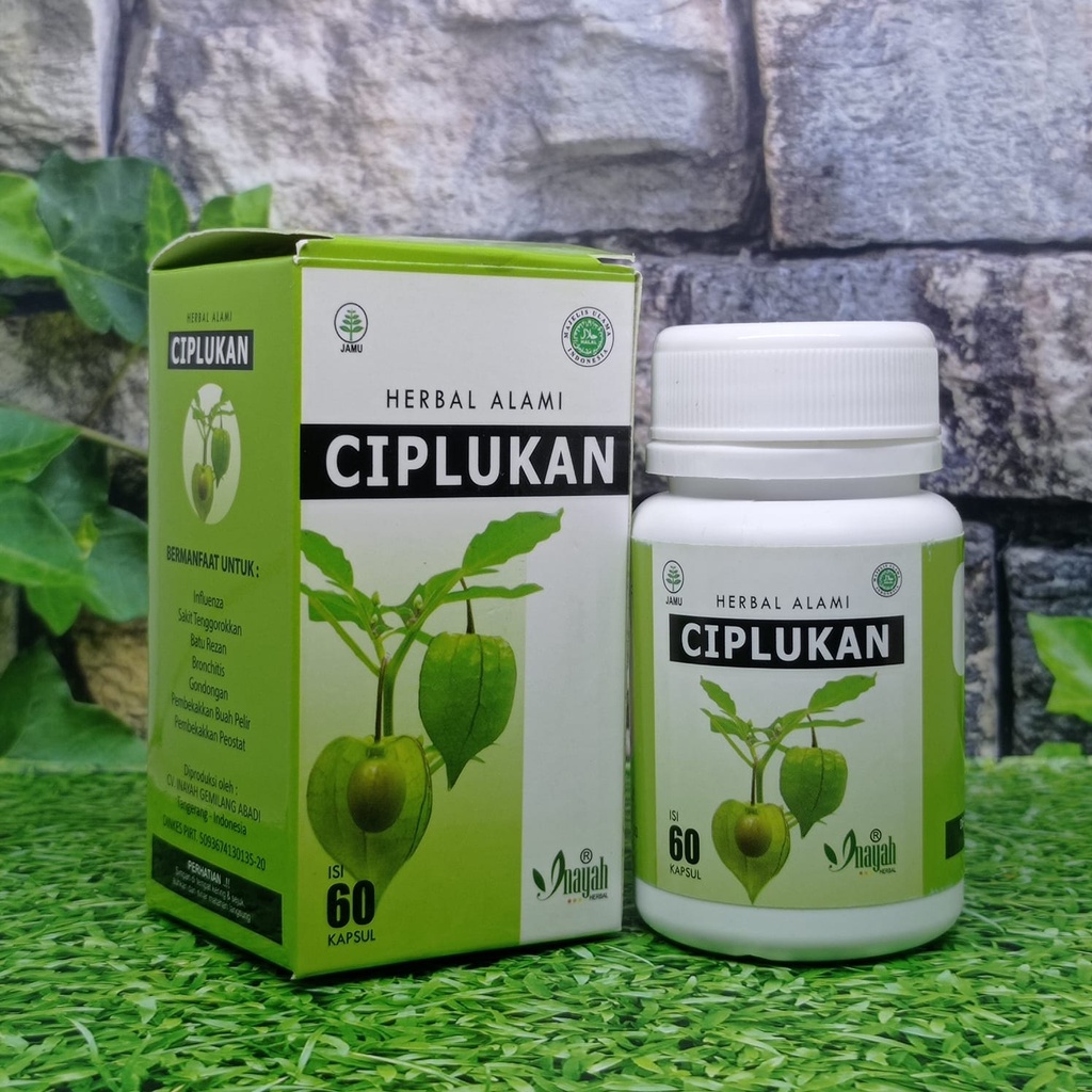 Jual Herbal Alami Ciplukan, Obat Herbal Ciplukan Kapsul, Kapsul ...