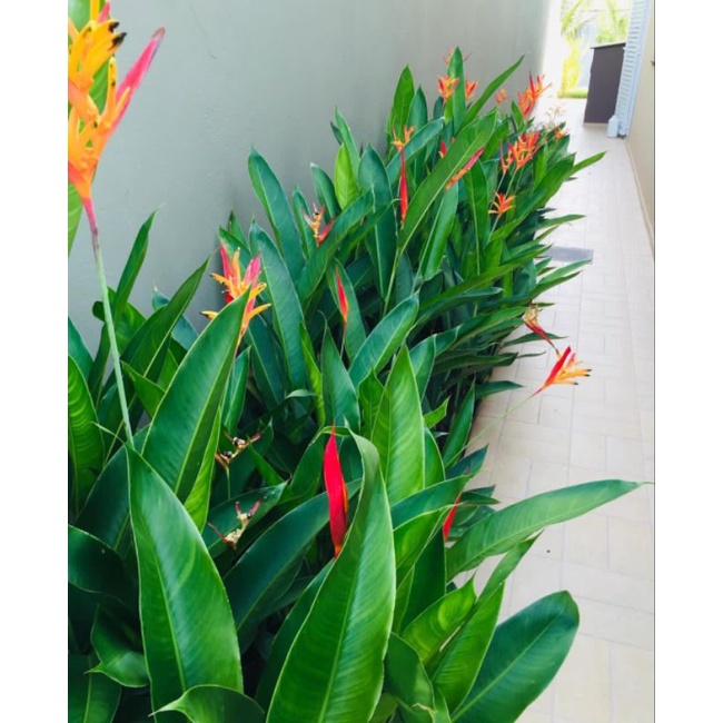 Jual Tanaman hias pisang bali / heliconia psittacorum | Shopee Indonesia