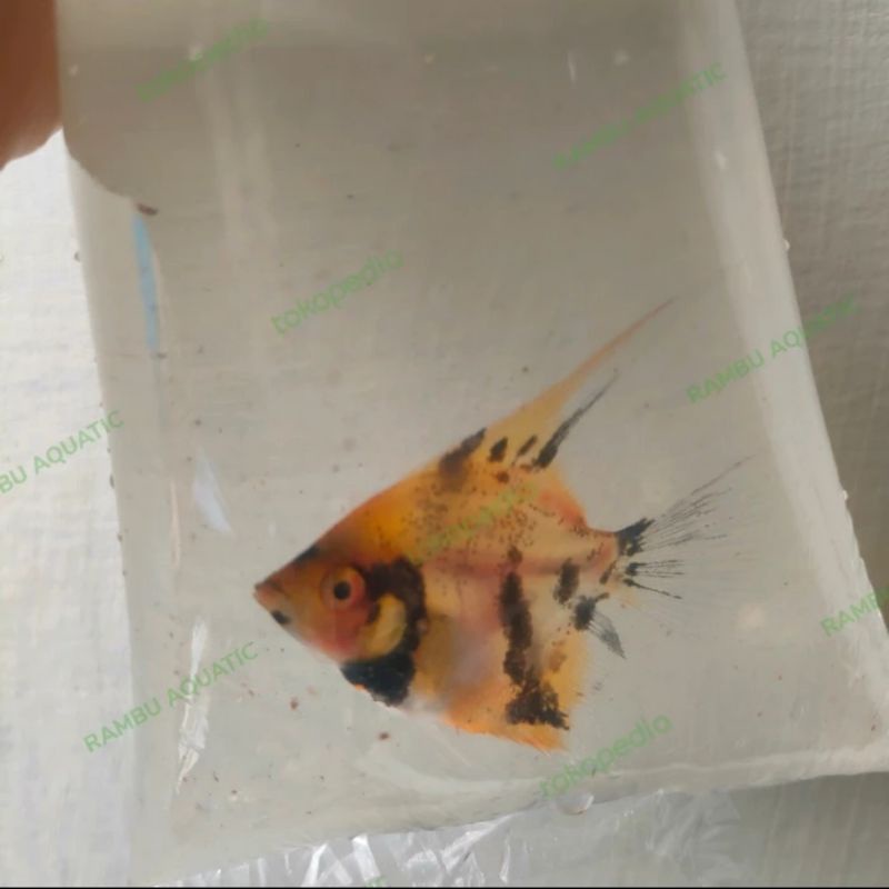 Jual Ikan Manfish Red Devil | Shopee Indonesia