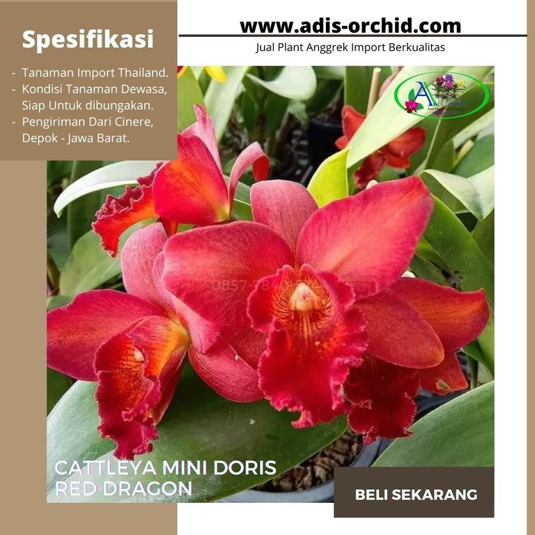 Jual Anggrek Cattleya Mini Doris Red Dragon | Shopee Indonesia